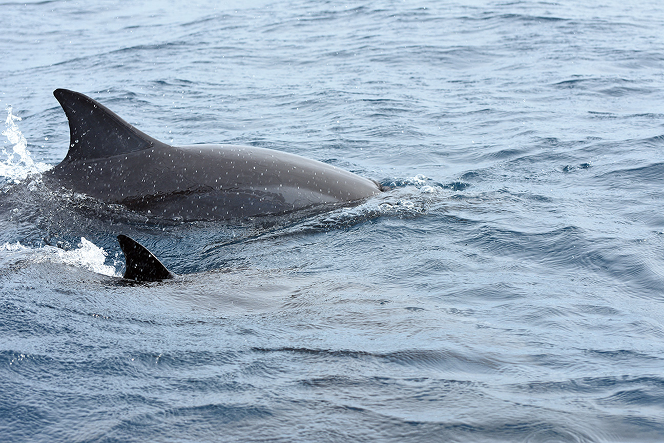 Dolphin Watching in Kalpitiya - AODP