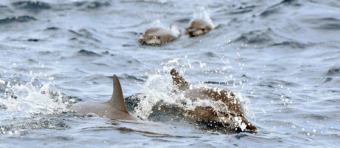 Dolphin Watching in Kalpitiya - AODP